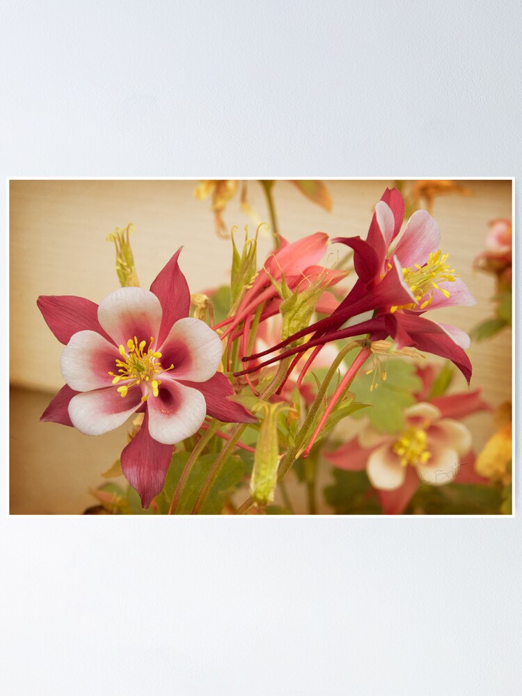 "Columbine" Poster for Sale by KBritt | Redbubble