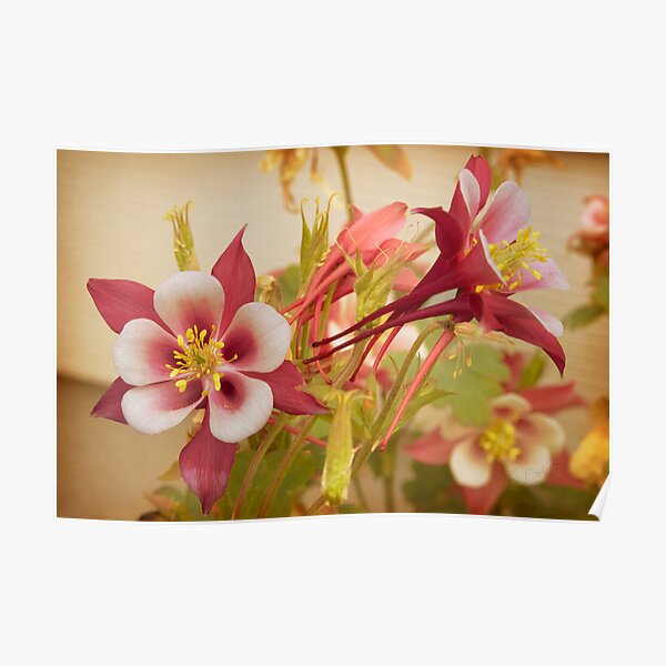 "Columbine" Poster for Sale by KBritt | Redbubble