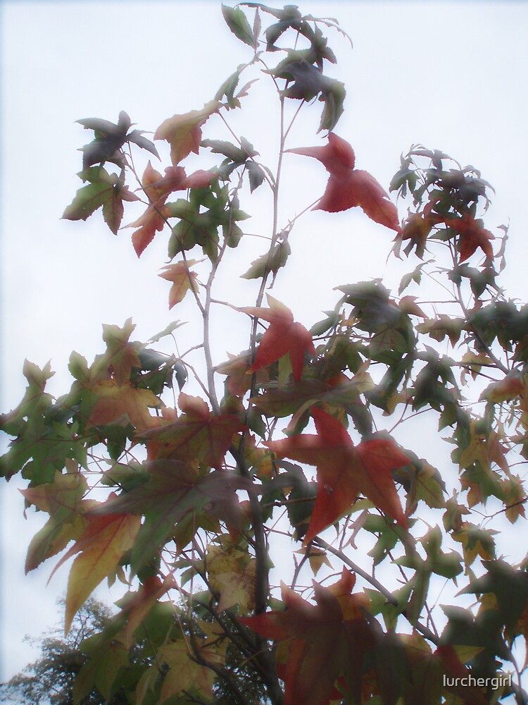 "Liquid Amber tree, Kew Gardens" by lurchergirl | Redbubble