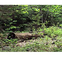 "A "sitting log" in the forest" by Patty Gross | Redbubble