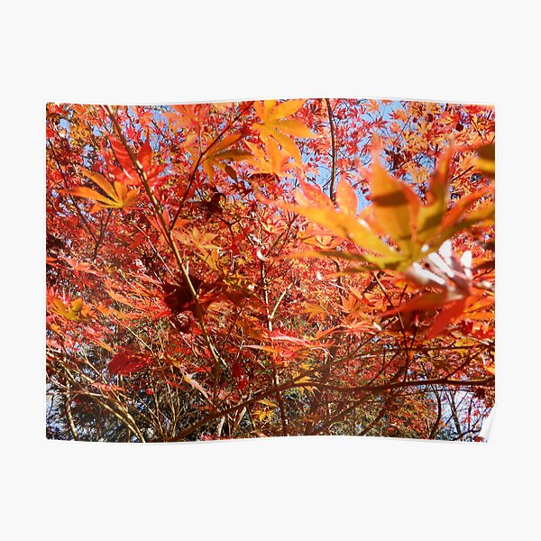 "Fall Foliage" Poster for Sale by alina-war | Redbubble
