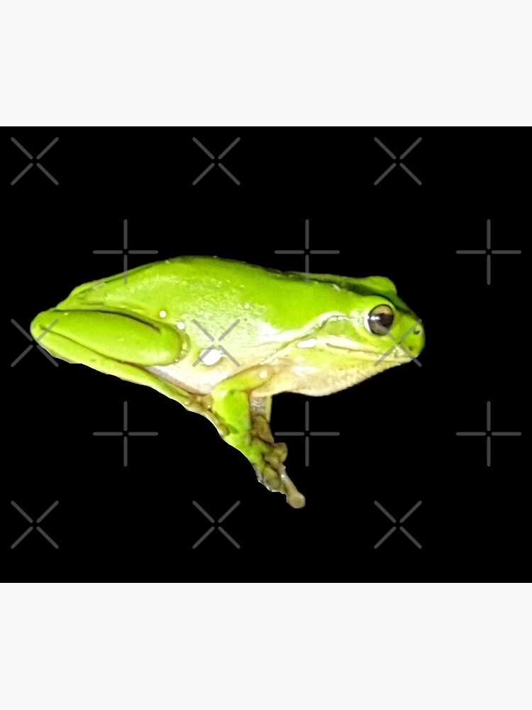 "Australian Green tree Frog" Sticker by Forestwood | Redbubble