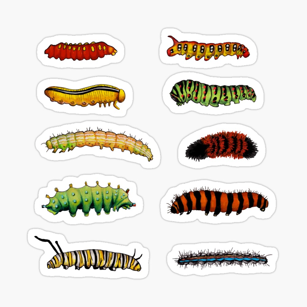 Green Caterpillar Identification Guide: 18 Common Types, 58% OFF