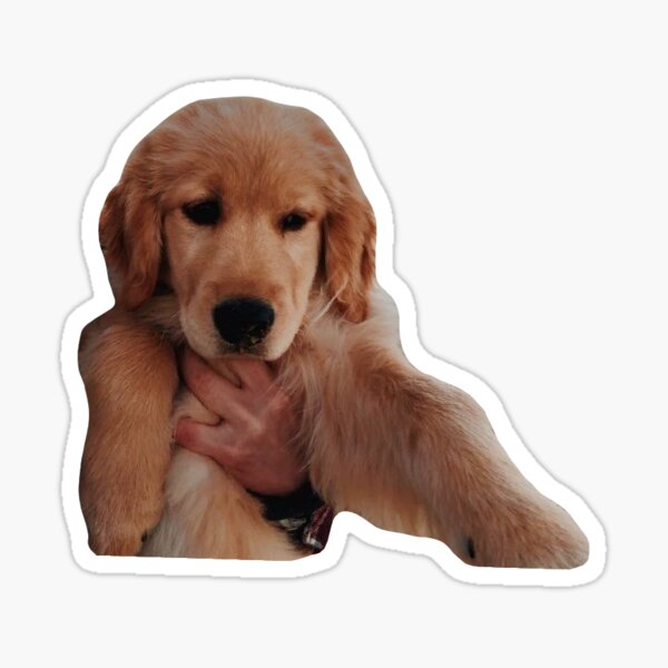 "puppy cute adorable vsco tik tok dog" Sticker for Sale by ...