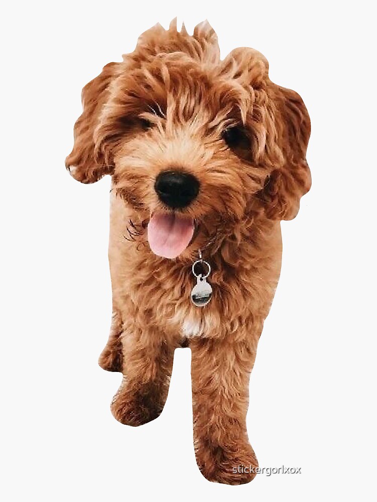 "fluffy puppy cute adorable vsco tik tok dog" Sticker for Sale by ...