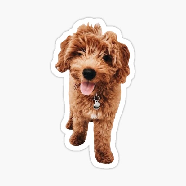 "fluffy puppy cute adorable vsco tik tok dog" Sticker for Sale by ...