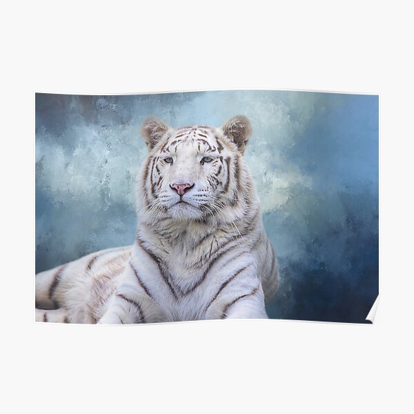 "White Bengal Tiger" Poster for Sale by fineart2017 | Redbubble