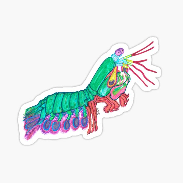 "Shrimp mantis" Sticker by BeritValk | Redbubble