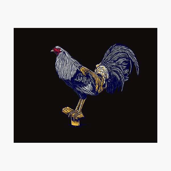 Gamefowl Photographic Prints | Redbubble