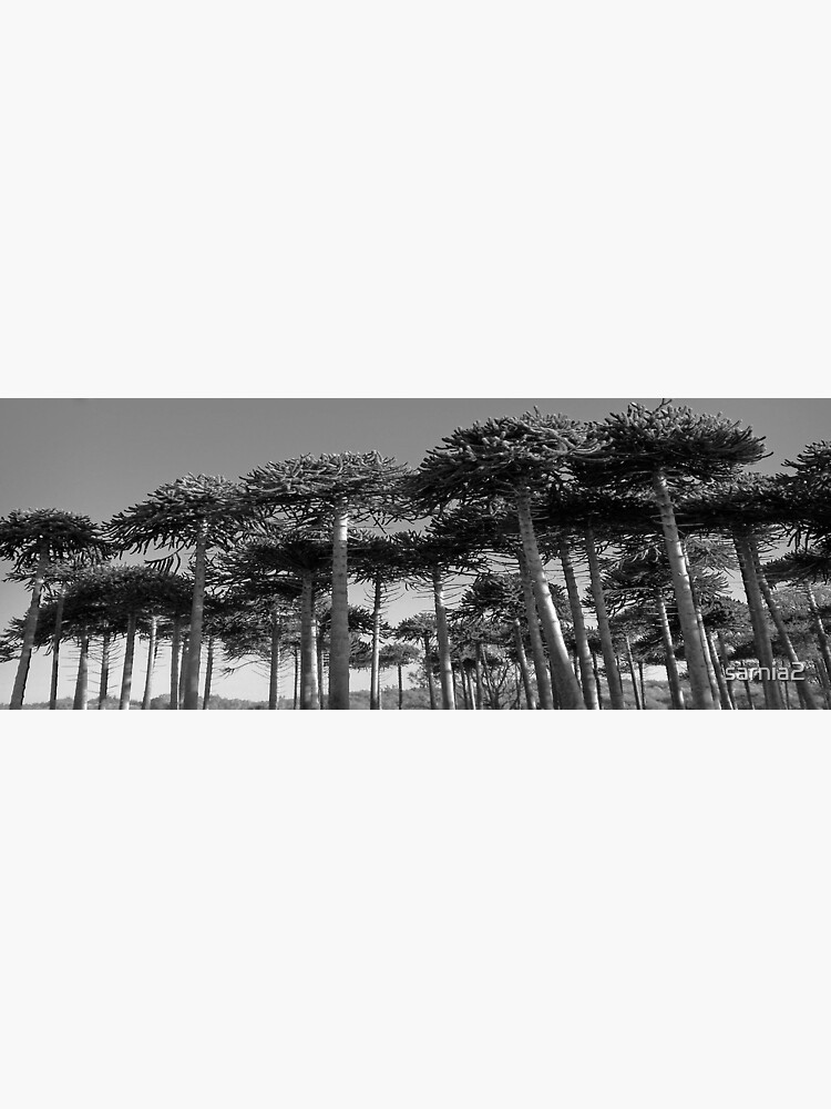 "Angled Monkey Puzzle Trees" Poster by sarnia2 | Redbubble