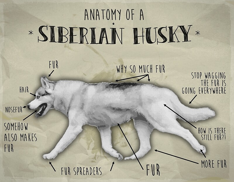 Husky – Wolf & Husky