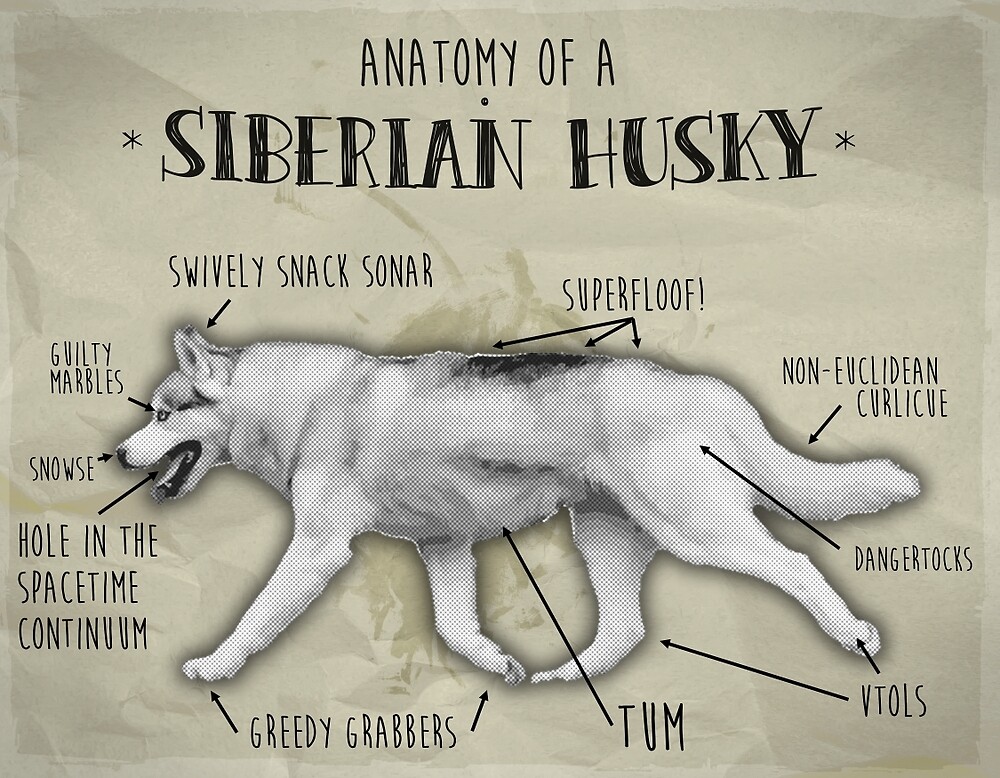 "Proper Anatomy of the Siberian Husky" by jjbbllkk | Redbubble