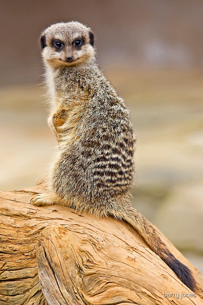 "Smiling Meerkat" by barry jones | Redbubble
