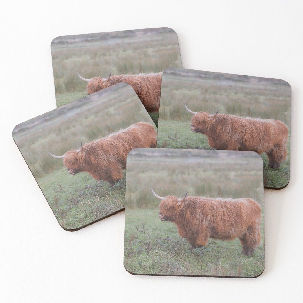 "Heilan coo - Highlands cow" Coasters (Set of 4) for Sale by ...