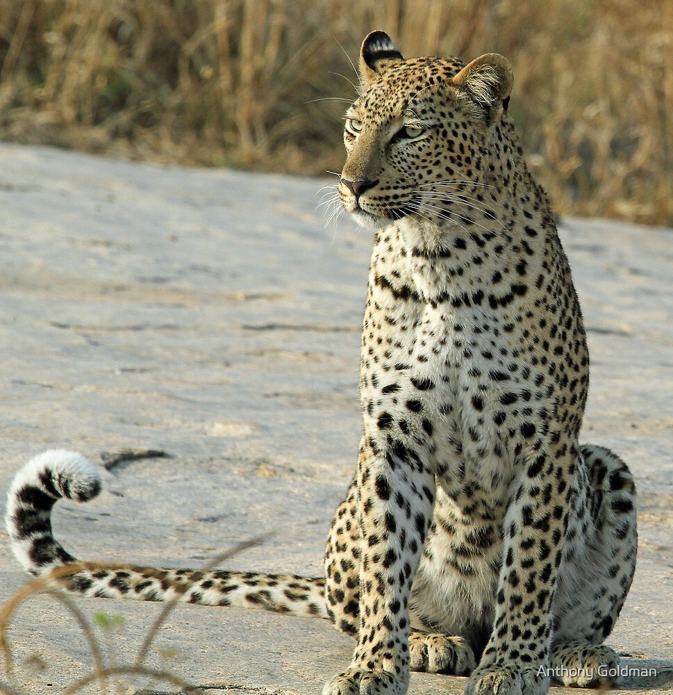 "Young confident adult leopard!" by Anthony Goldman | Redbubble