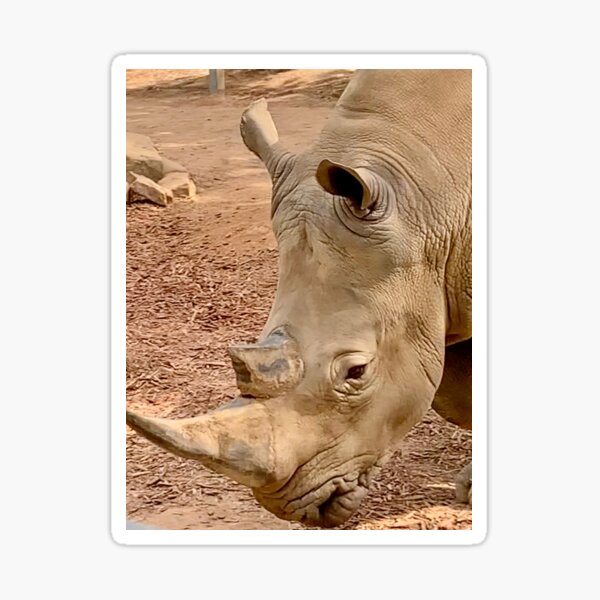 "WHITE RHINO" Sticker for Sale by trevorp | Redbubble