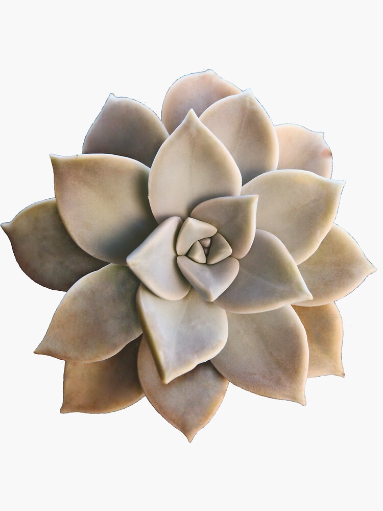 "Succulent Cutout Sticker" Sticker by lucky6photos | Redbubble
