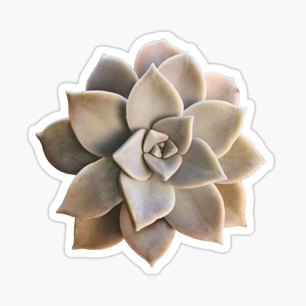 "Succulent Cutout Sticker" Sticker by lucky6photos | Redbubble