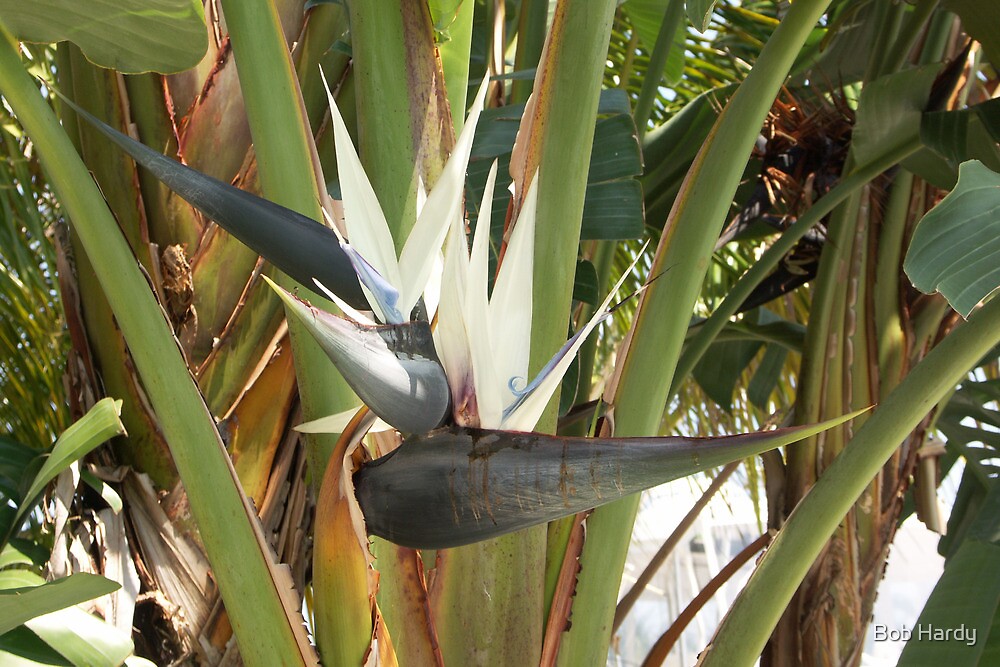 "Bird of Paradise Tree" by Bob Hardy | Redbubble