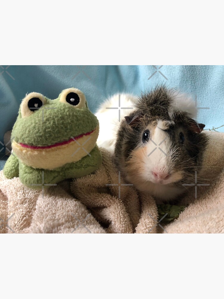 "Guinea pig and frog" Poster for Sale by photographieJEM | Redbubble