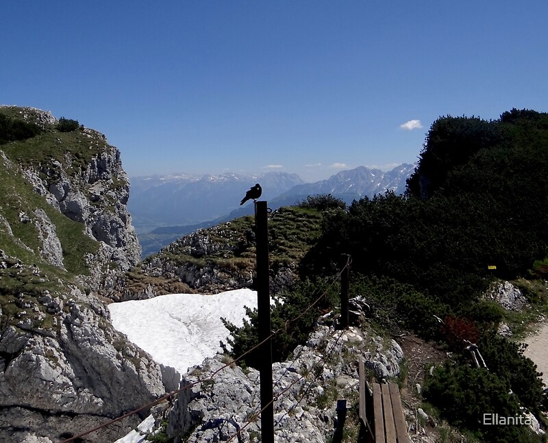 "Raven Haven" by Ellanita | Redbubble