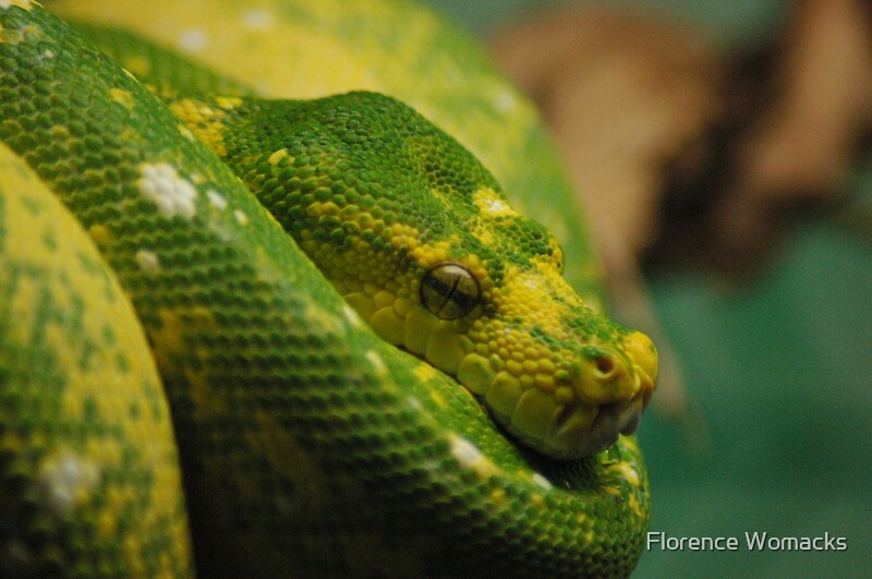 "Sleeping Snake" by Florence Womacks | Redbubble