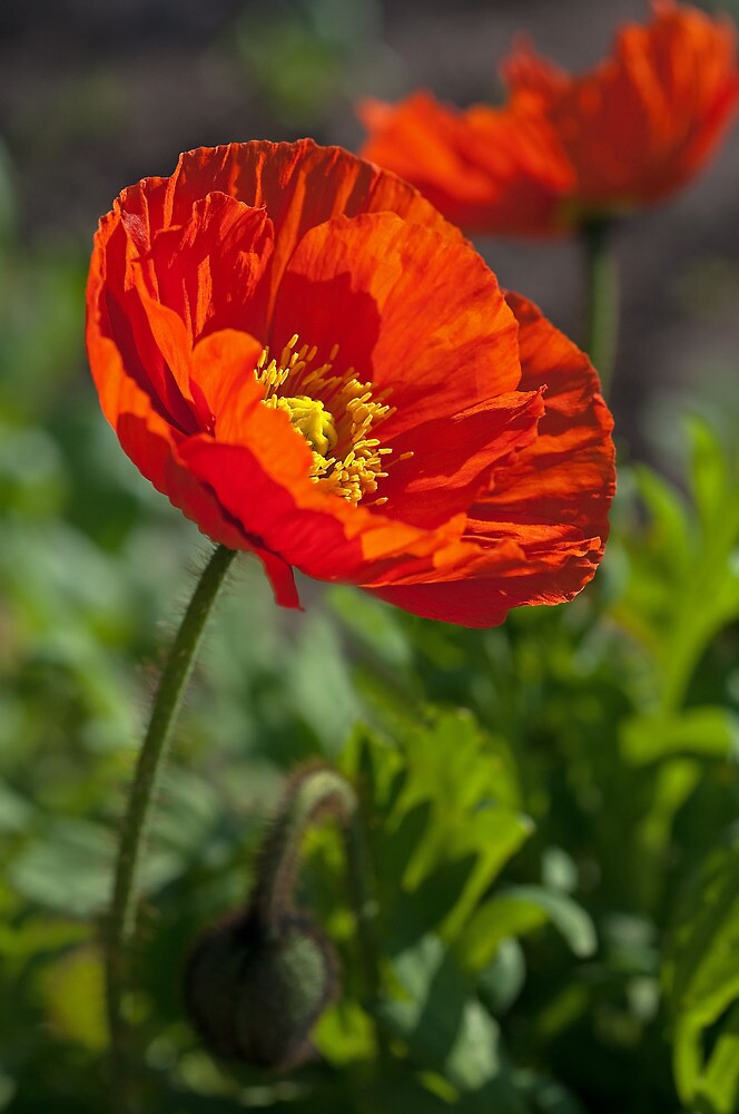 "Iceland Poppy" by GillBell | Redbubble
