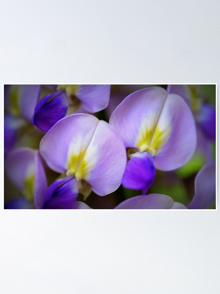 "Petal coupling" Poster by mikeosbornphoto | Redbubble