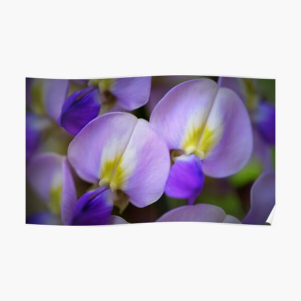 "Petal coupling" Poster by mikeosbornphoto | Redbubble