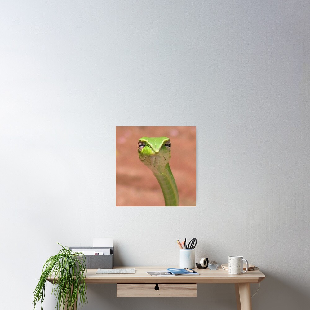 "Judgmental Green Vine Snake" Poster by michaelroman | Redbubble