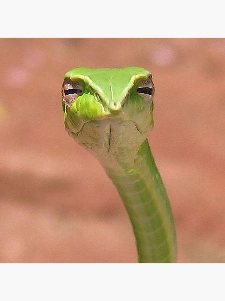 "Judgmental Green Vine Snake" Poster by michaelroman | Redbubble