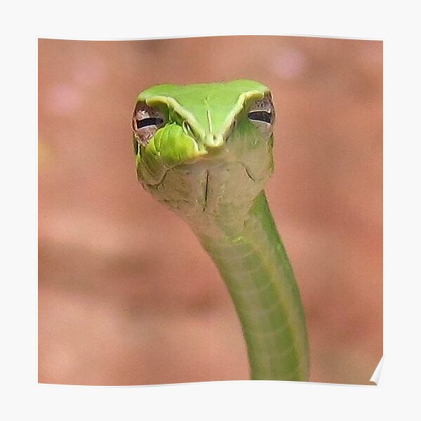 "Judgmental Green Vine Snake" Poster by michaelroman | Redbubble