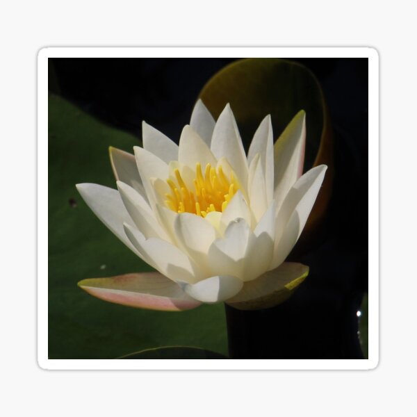 "Water Lily" Sticker for Sale by mf1513 | Redbubble