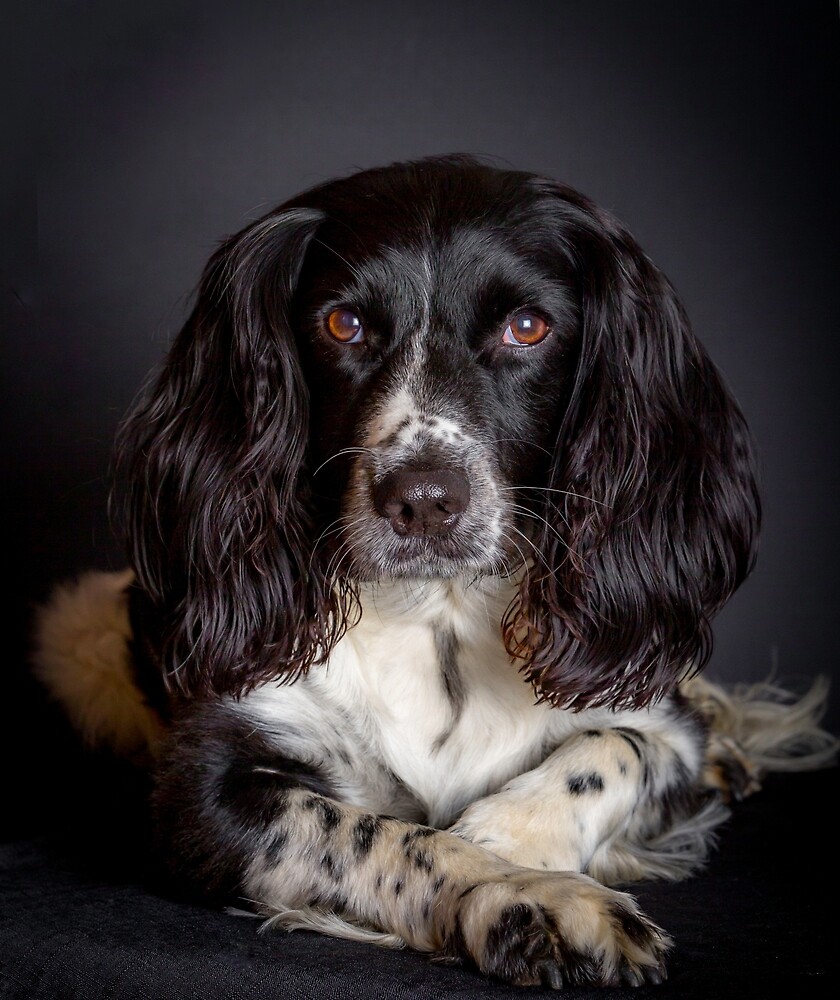 "English Springer Spaniel Portrait" by JFPhotography | Redbubble