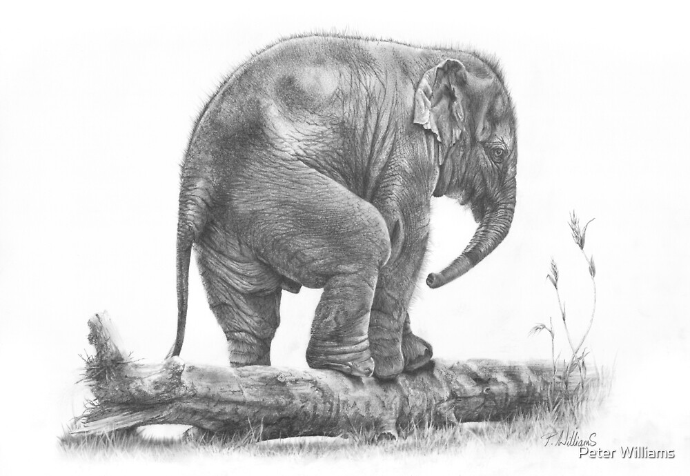 "The Little Big Man - Elephant calf pencil drawing" by Peter Williams ...