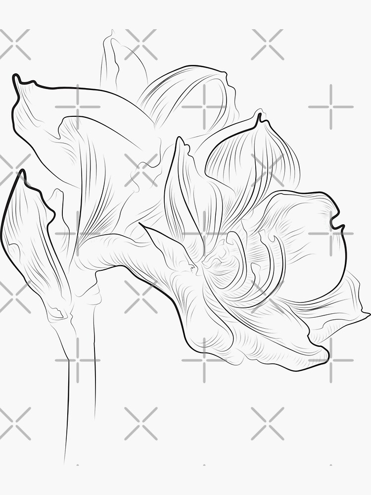 "Amaryllis detailed line drawing on white background " Sticker for Sale ...