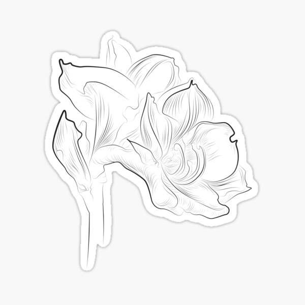 "Amaryllis detailed line drawing on white background " Sticker for Sale ...