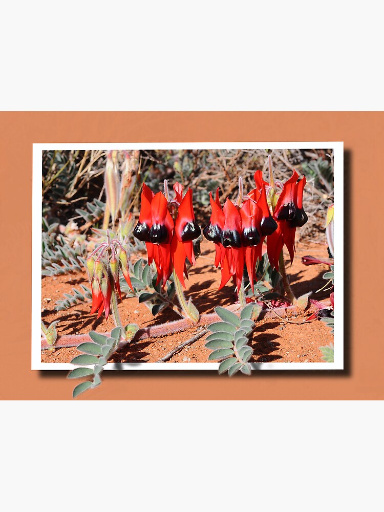 "Australian Sturt Peas" Framed Art Print for Sale by zyharp | Redbubble
