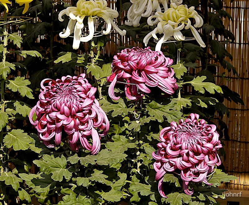 "Chrysanthemums, Japanese National Flower, Japan." by johnrf | Redbubble