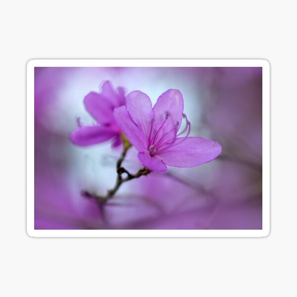 "Pretty violet azalea" Sticker for Sale by JBlaminsky | Redbubble