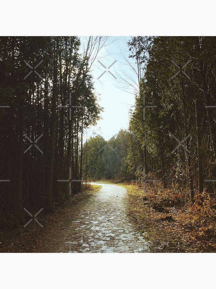 "Warm Forest Sun Light " Poster by AlexandraStr | Redbubble