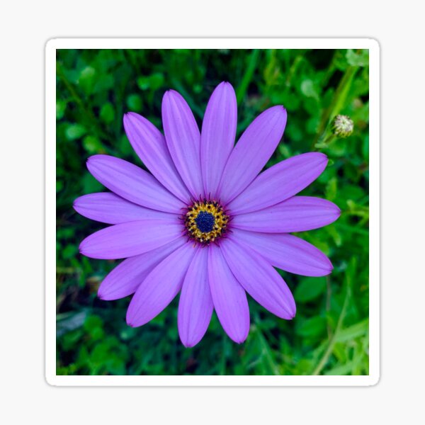 "Purple Circle" Sticker for Sale by Jay1102 | Redbubble