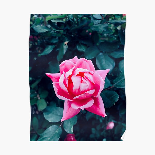 Flower Pink Rose Posters | Redbubble