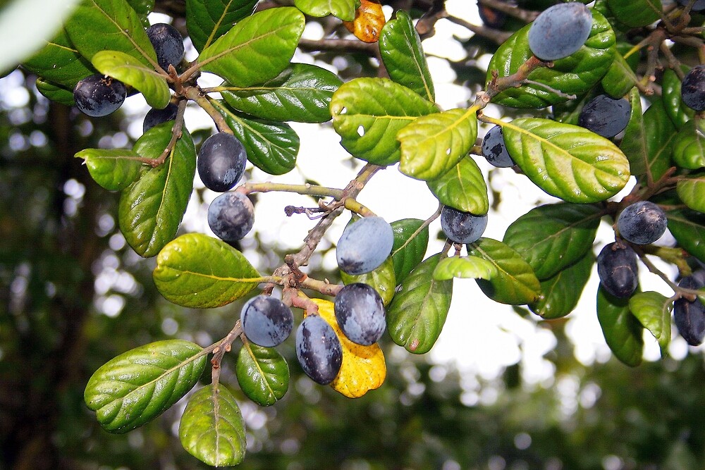 "The fruits of Beilschmiedia tarairi taraire " by Tony Foster | Redbubble