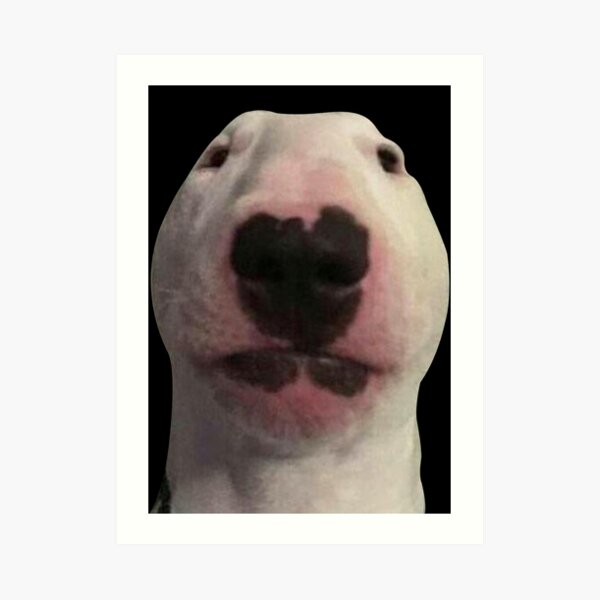 Meme De Perro Que Mira Fijamente Then I Be Trying To Make It Sound A