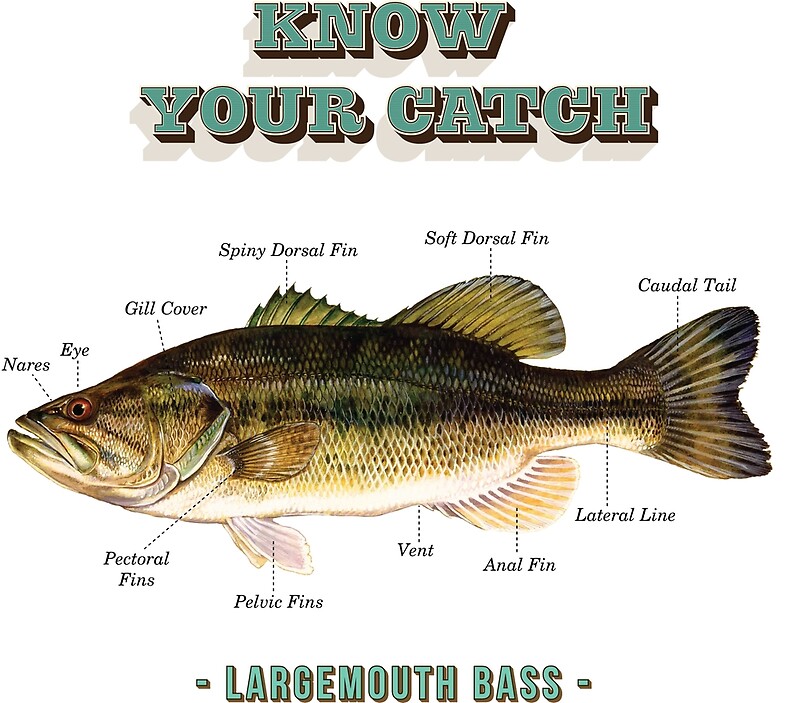 "Know Your Catch - Largemouth Bass Fish" by PopPosters | Redbubble