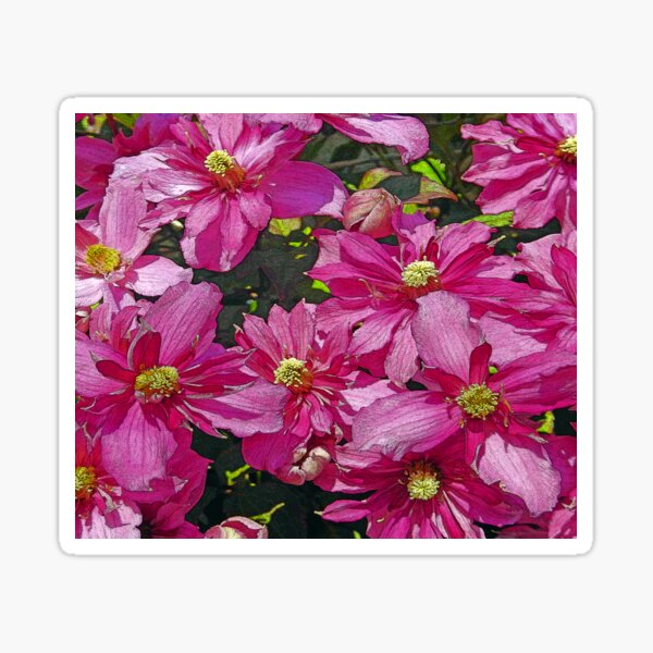 "Pink Clematis" Sticker for Sale by Sajah | Redbubble