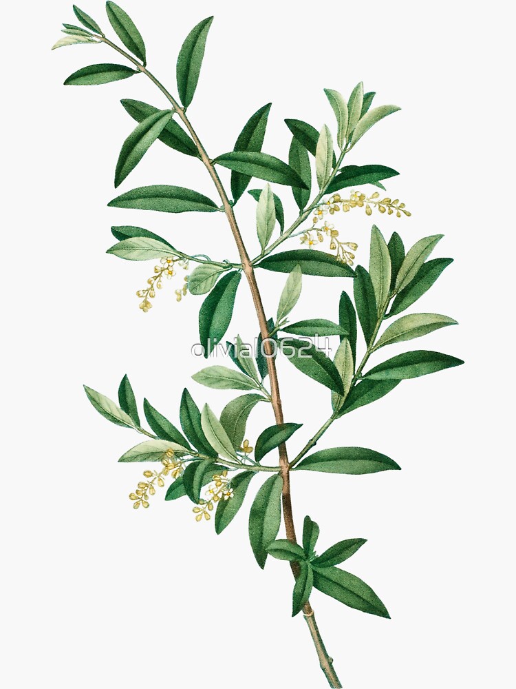 "olive branch" Sticker for Sale by olivial0624 | Redbubble