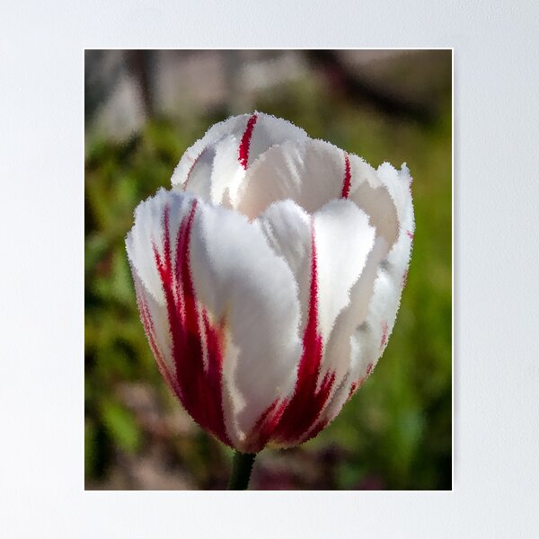 "Tulip Semper Augustus White and Red Design" Poster for Sale by Pikmi ...