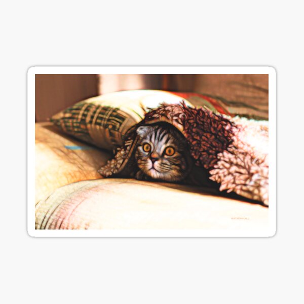 "Scottish fold Cat in hiding" Sticker for Sale by marlenewatson | Redbubble